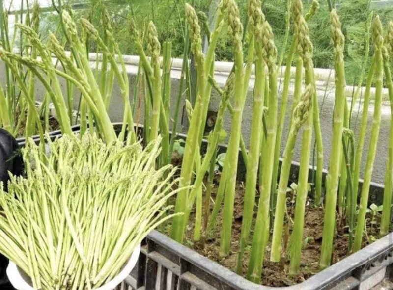 🌱 Plantera en gång skörda i 30 år – Sparris är trädgårdens bästa ...